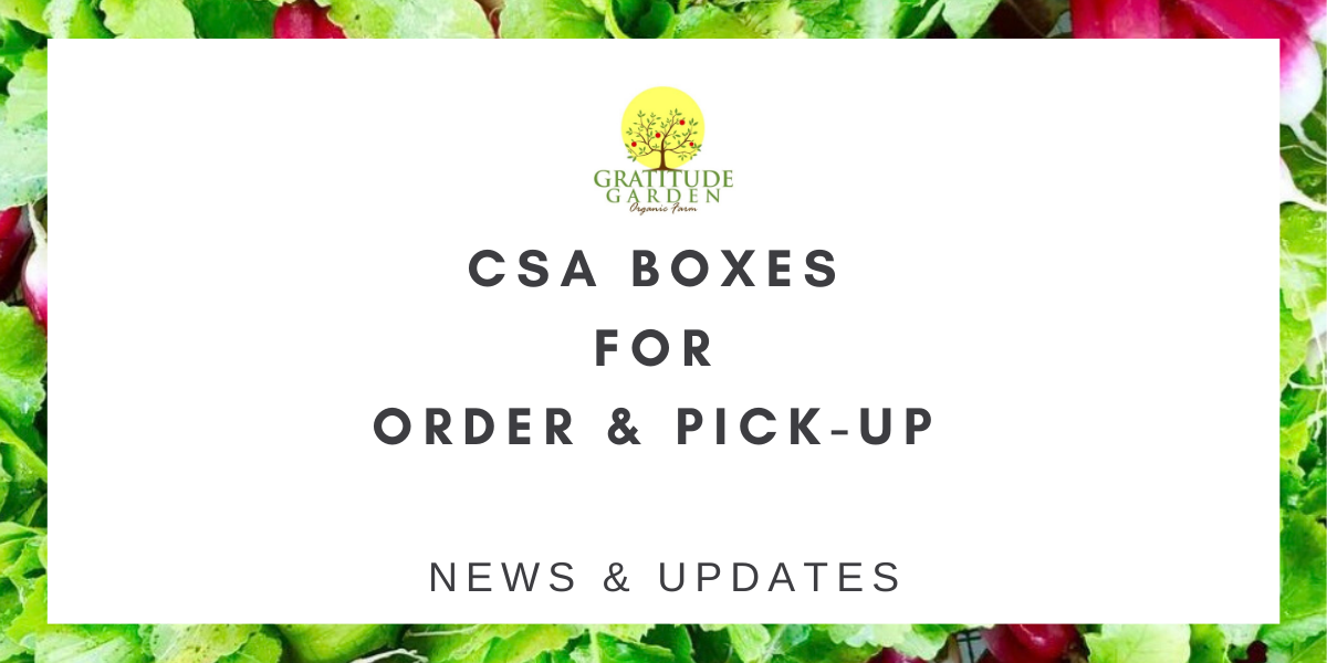 GRATITUDE GARDEN FARM CSA BOXES 4/18-4/19 – Gratitude Garden Farm